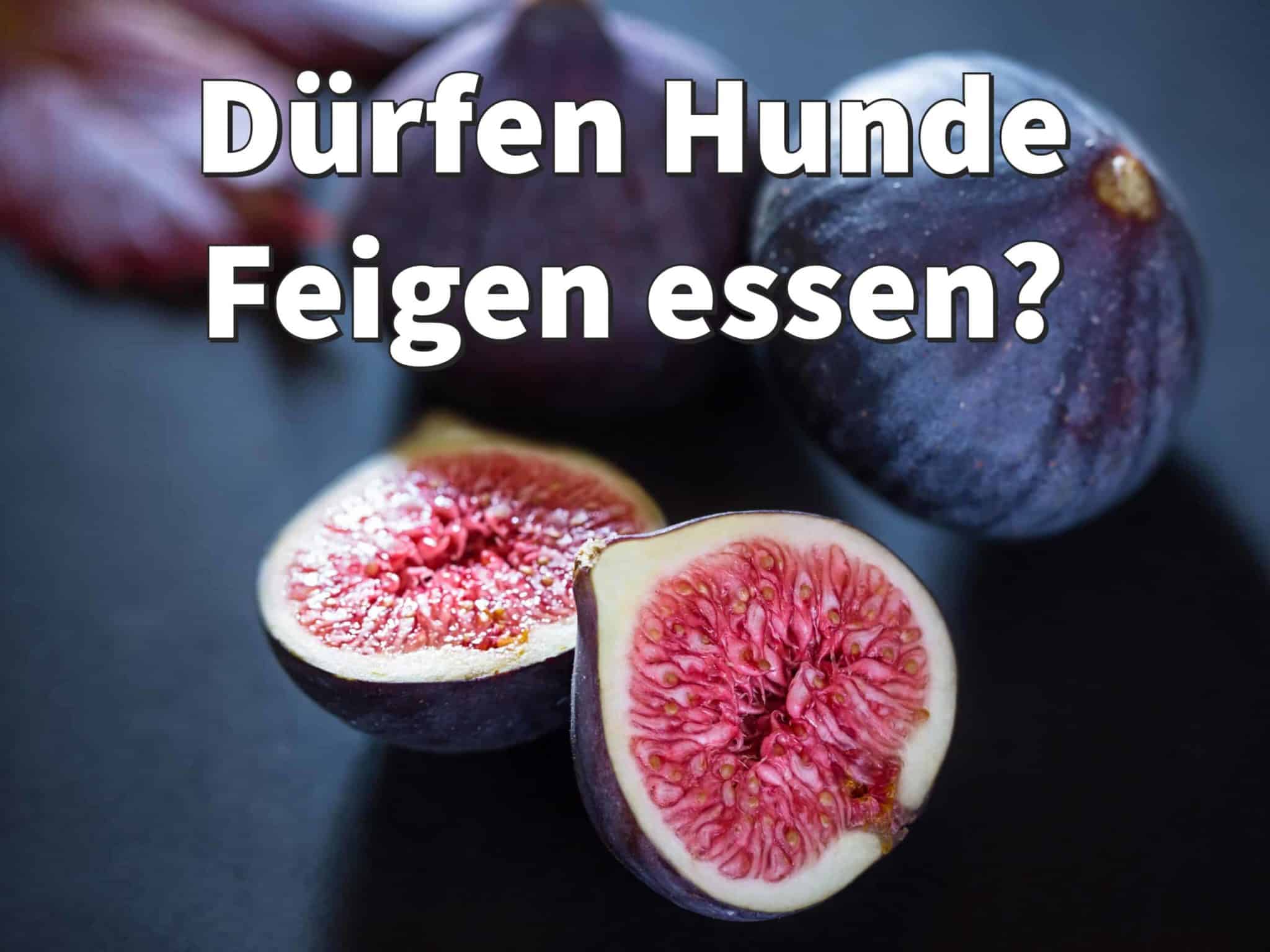 Durfen Hunde Feigen Essen