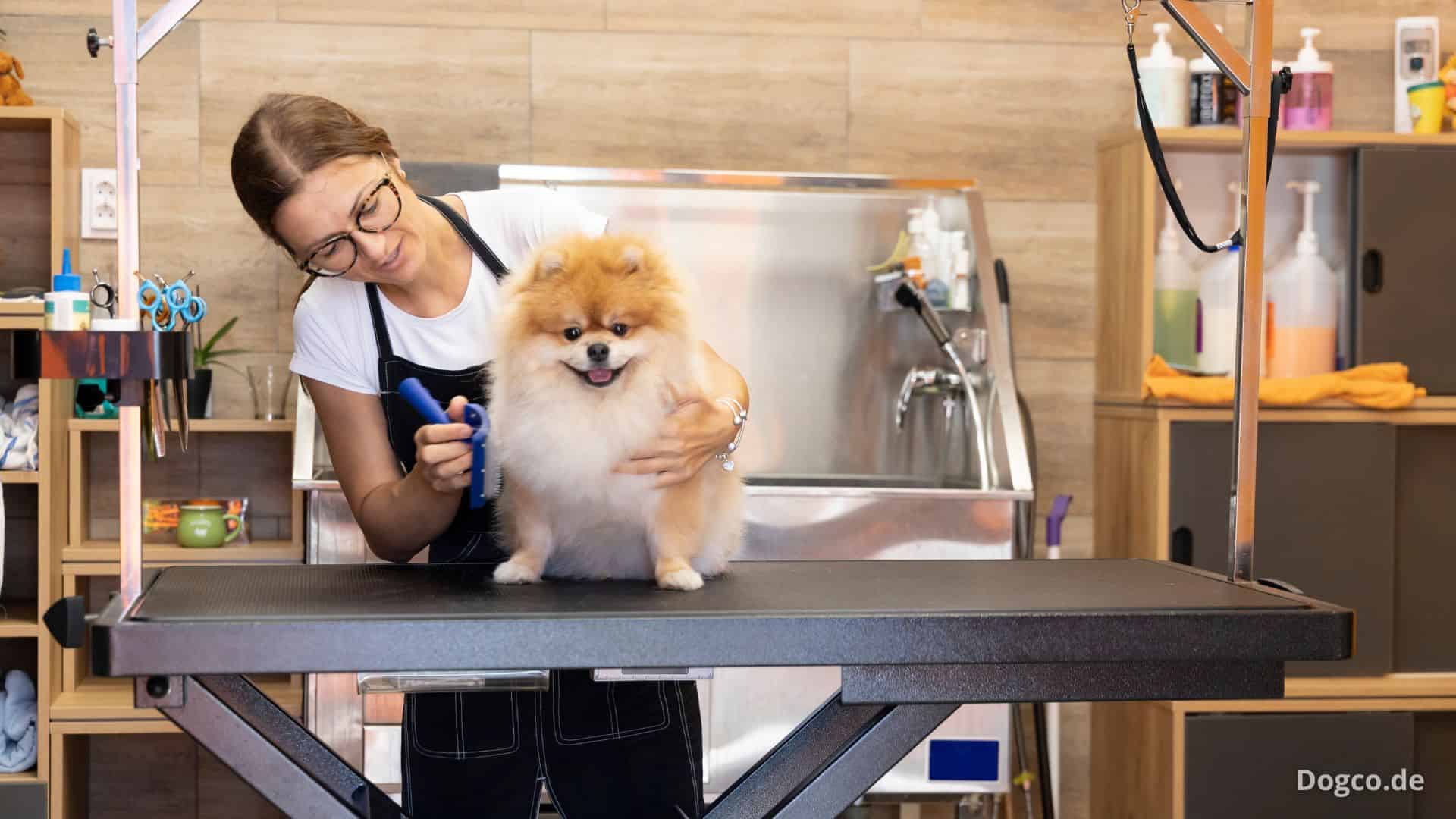 Hundefriseur Ausbildung: Was sollte ich wissen? (Infos 2026)