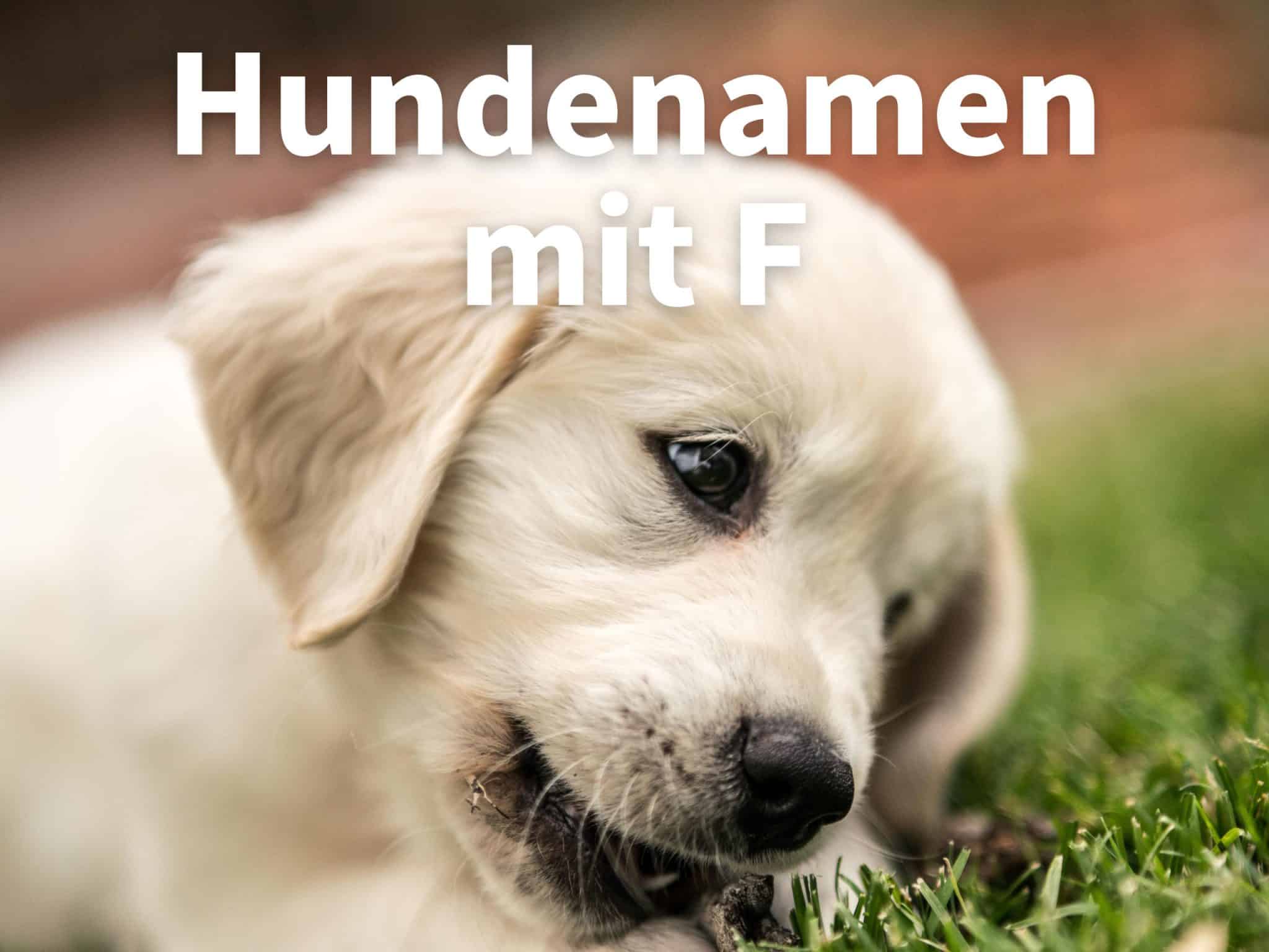 Männliche Hundenamen Mit F