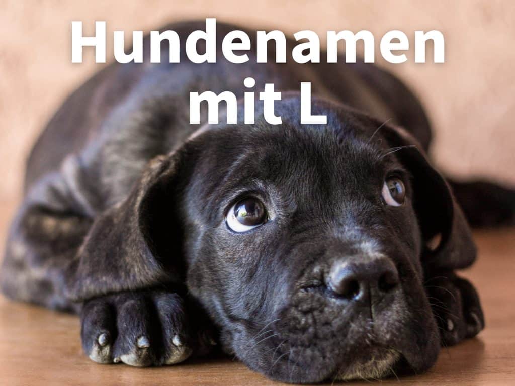 Fabelhafte Hundename Mit L Mannlich Bilder